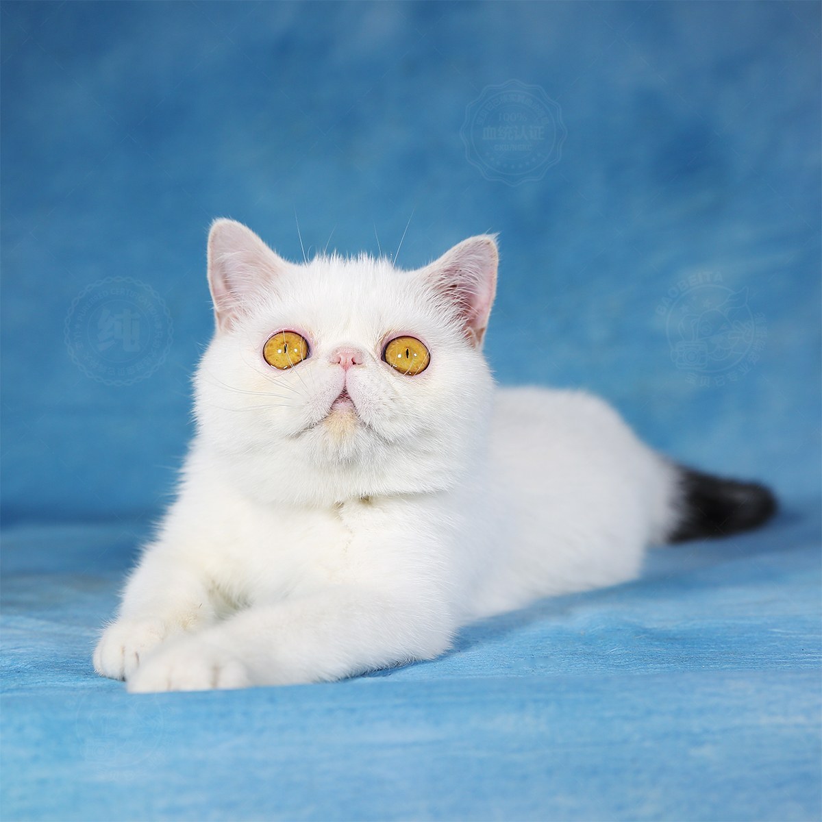 加菲猫 加菲猫异国短毛猫 编号10170900 宝贝它