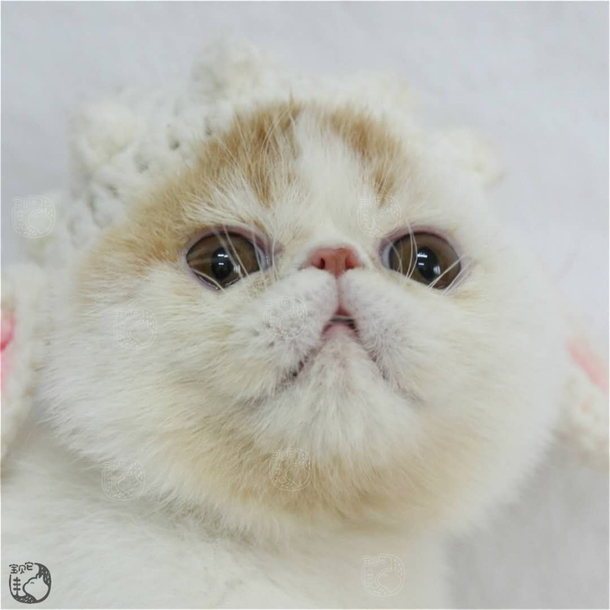 加菲猫 加菲猫异国短毛猫 编号10220600 宝贝它