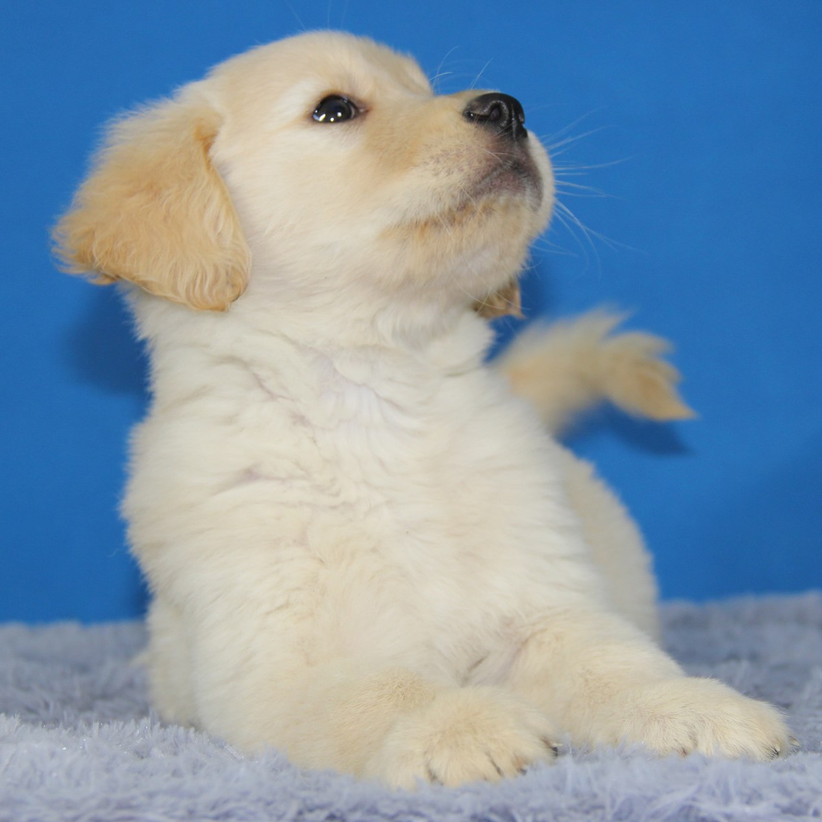 纯种金毛幼犬狗狗出售 宠物金毛犬可支付宝交易 金毛犬 /编号10085501 - 宝贝它