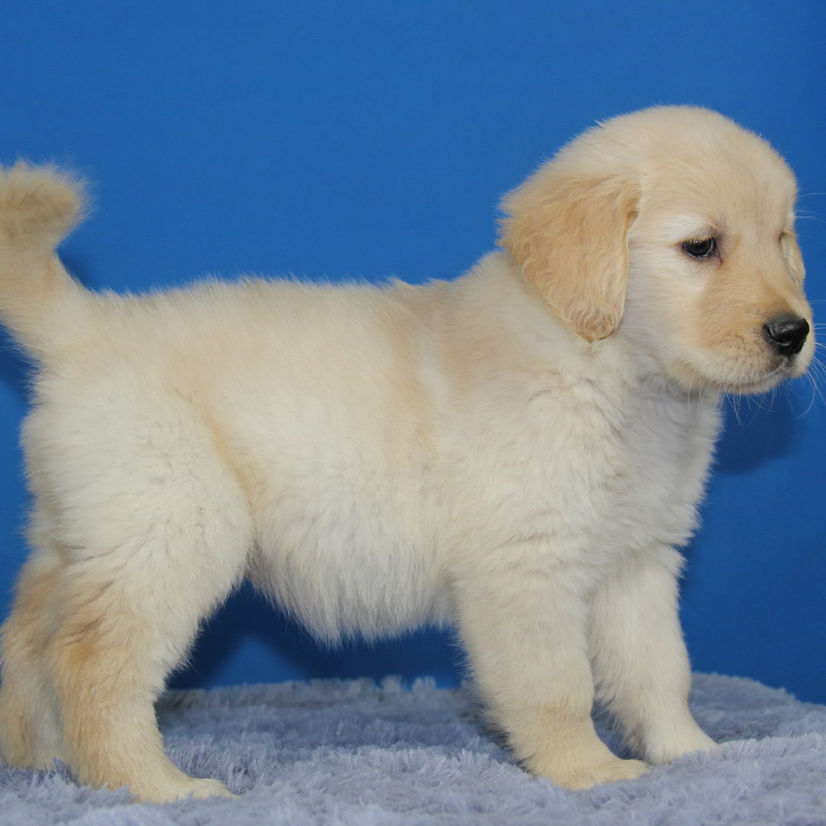 纯种金毛幼犬狗狗出售 宠物金毛犬可支付宝交易 金毛犬 /编号10085501 - 宝贝它