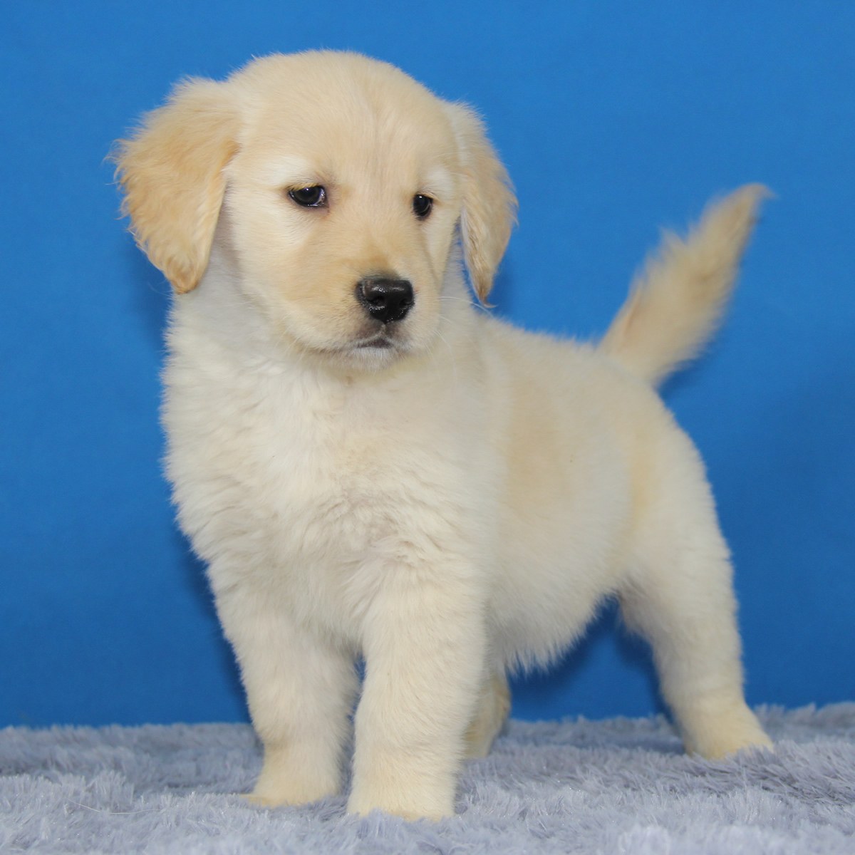 纯种金毛幼犬狗狗出售 宠物金毛犬可支付宝交易 金毛犬 /编号10085501 - 宝贝它