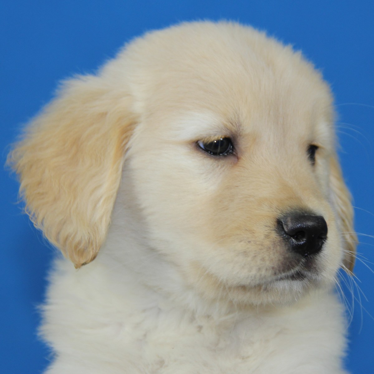 纯种金毛幼犬狗狗出售 宠物金毛犬可支付宝交易 金毛犬 /编号10085501 - 宝贝它