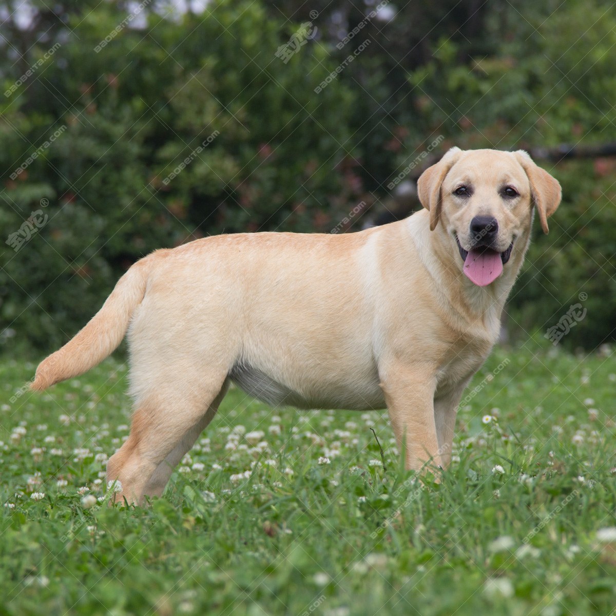 纯种拉布拉多犬幼犬狗狗出售 宠物拉布拉多犬可支付宝交易 拉布拉多犬 /编号10103100 - 宝贝它