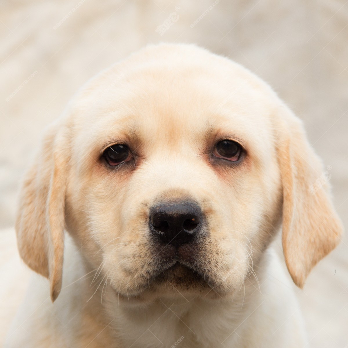 拉布拉多犬 拉布拉多犬 /编号10117701 - 宝贝它