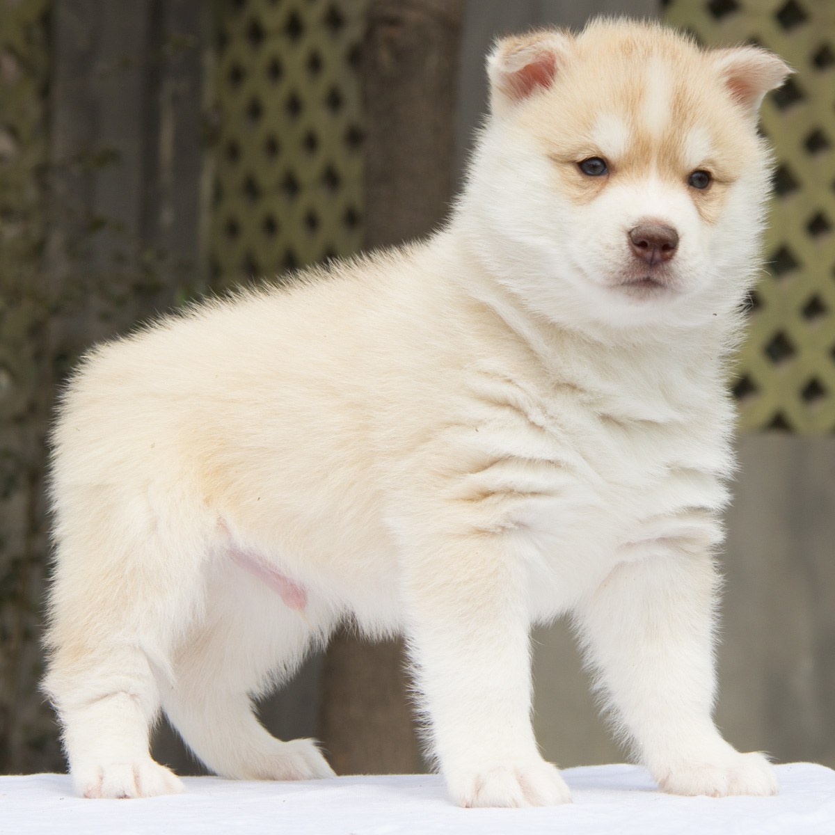 哈士奇 哈士奇 /编号10118500 - 宝贝它