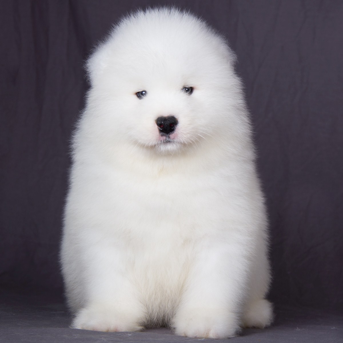 萨摩耶犬 萨摩耶犬 /编号10118801 - 宝贝它