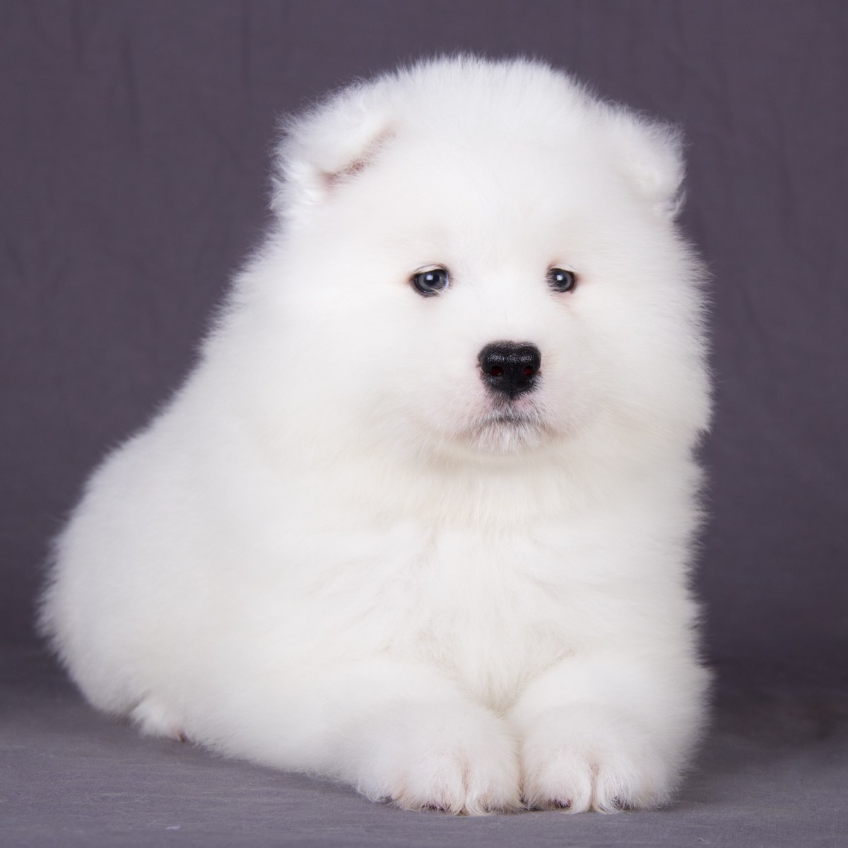 萨摩耶犬 萨摩耶犬 /编号10118802 - 宝贝它