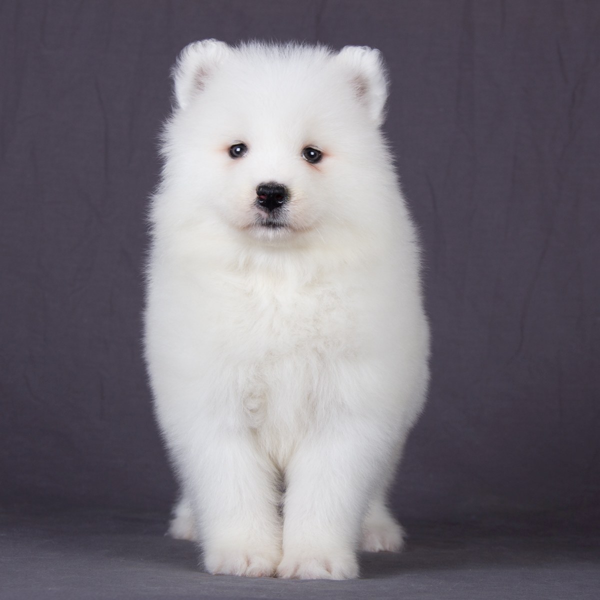 萨摩耶犬 萨摩耶犬 /编号10118805 - 宝贝它