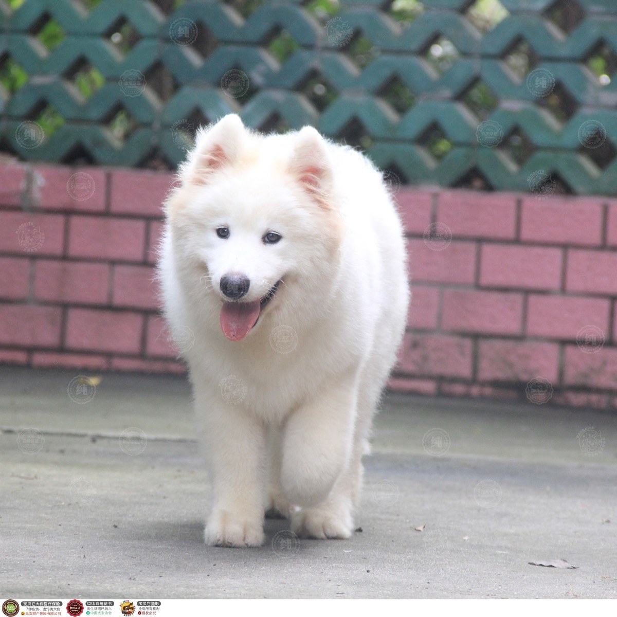 萨摩耶犬 萨摩耶犬 /编号10120302 - 宝贝它