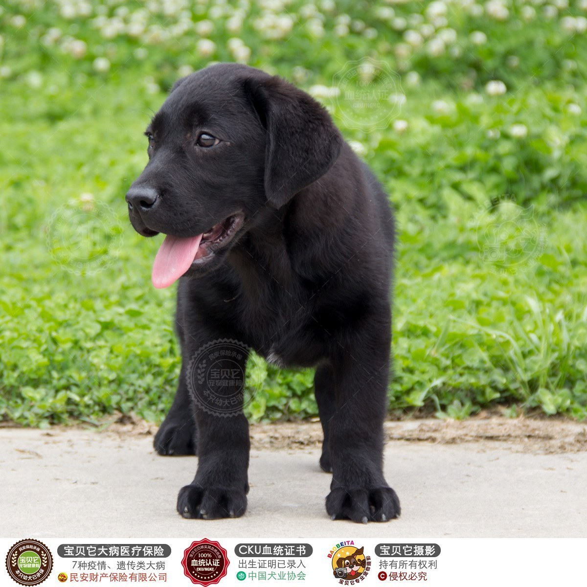 拉布拉多犬 拉布拉多犬 /编号10121200 - 宝贝它