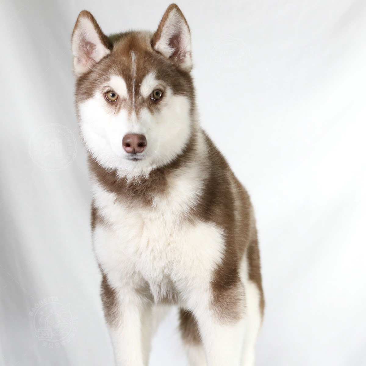 哈士奇 哈士奇 /编号10157400 - 宝贝它