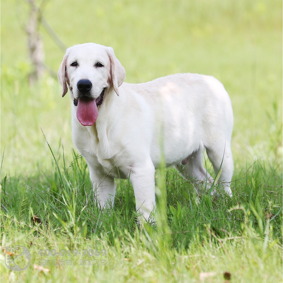 拉布拉多犬 拉布拉多犬 /编号10170002 - 宝贝它