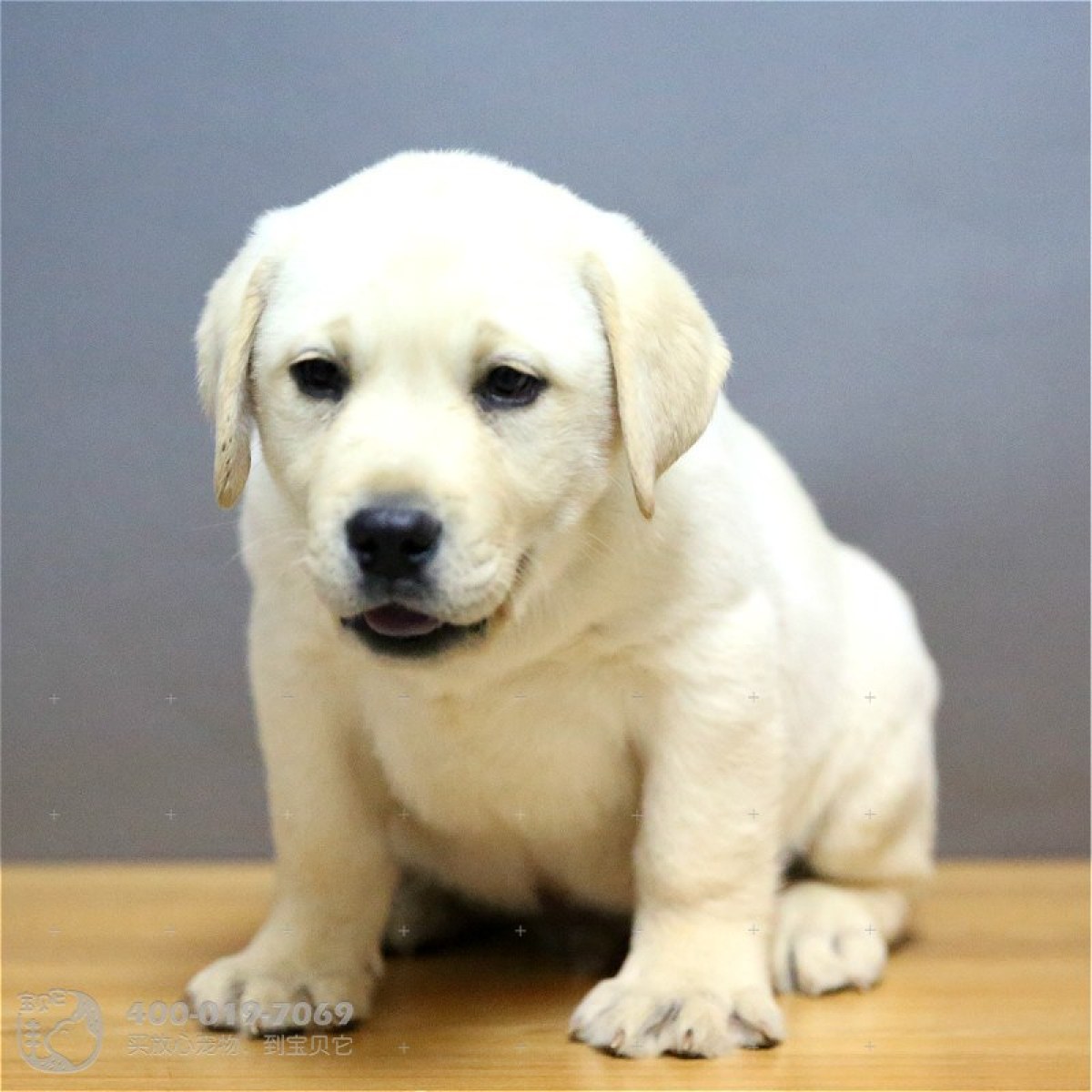 拉布拉多犬 拉布拉多犬 /编号10182700 - 宝贝它